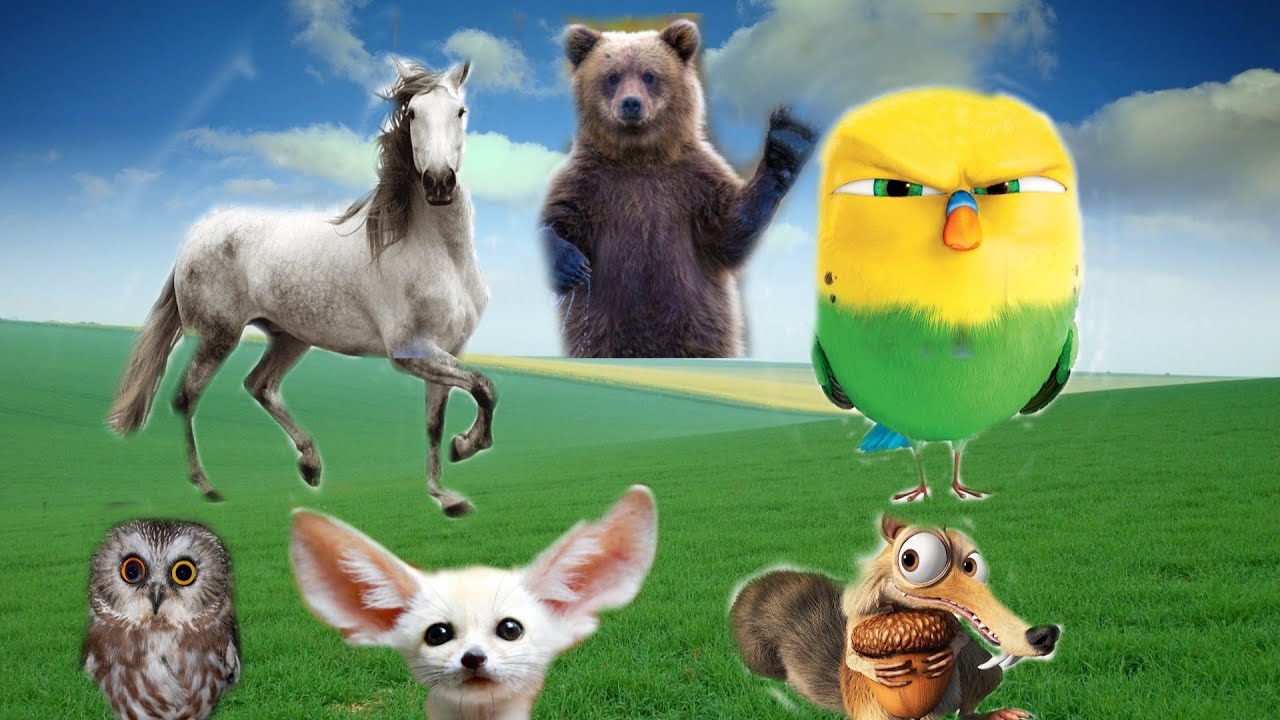 How animals speak, animal sounds - YouTube