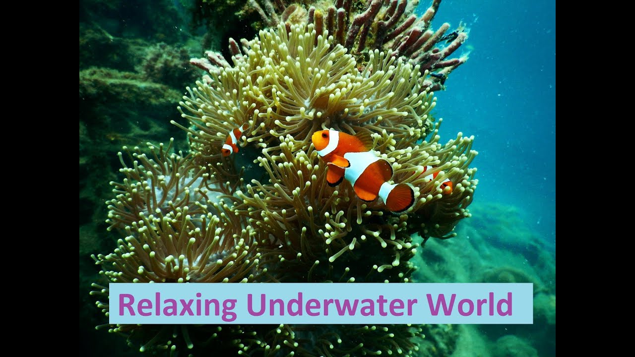 Relaxing ocean music, antistress video, marine life, under water ...