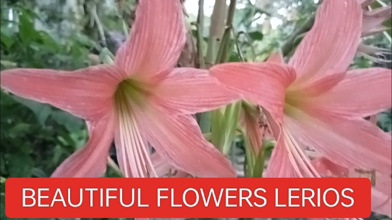 BEAUTIFUL FLOWERS LERIOS🌺 ANG FLOWERS SUMMER - YouTube