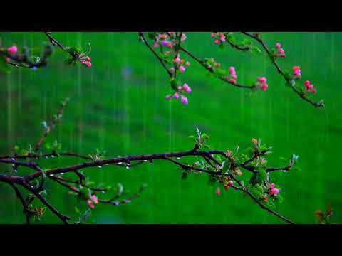 huzur veren yağmur yağışı, dinlendirici, sakinleştirici, huzur verici, doğa sesleri