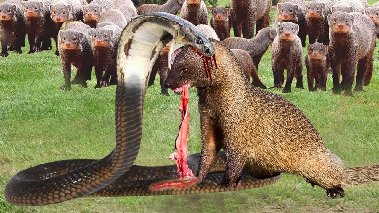 OMG! Mongoose Civet Dies Miserably When Encountering Extremely ...
