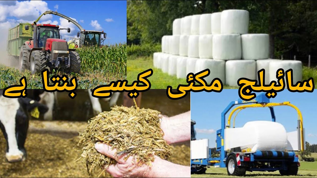 What is Silage | How to make Silage? Silage benefits - YouTube