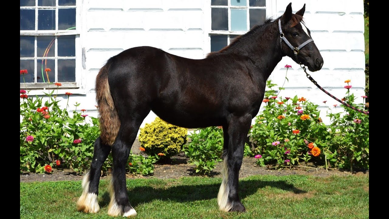 AVAILABLE! SHOW QUALITY BLACK GYPSY VANNER FILLY CHESTNUT OAK'S TIFFANY ...