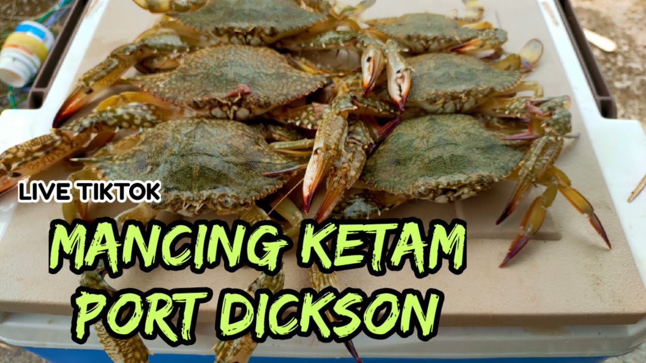 Memancing Ketam Bunga Port Dickson - 3 Ekor Sekali Kena - YouTube