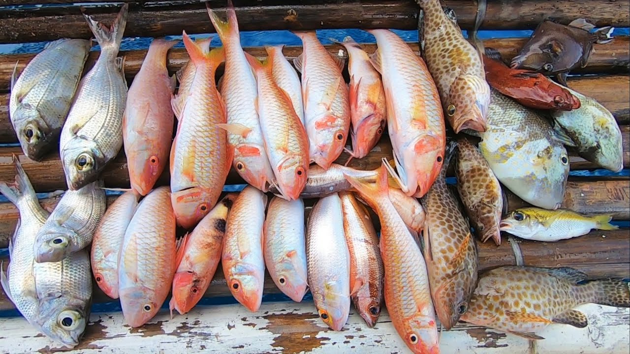 vlog331- Nakarami ng Isda Para sa Hapunan | Subasko sa Laot Part 1 ...