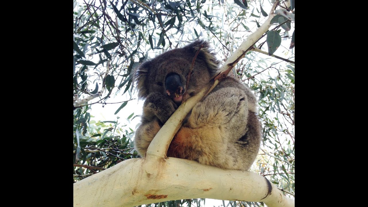A perfectly Round Koala - YouTube