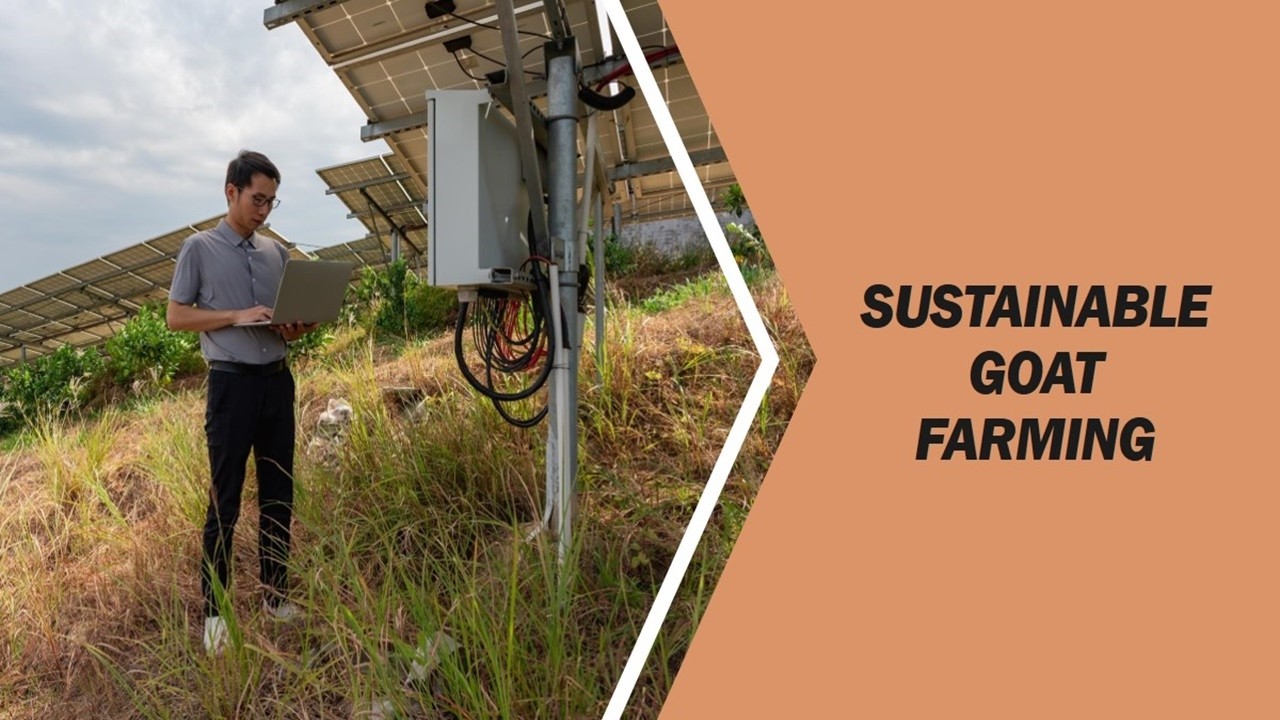 Sustainable Goat Farming: Eco-Friendly Practices for Modern Farms - YouTube