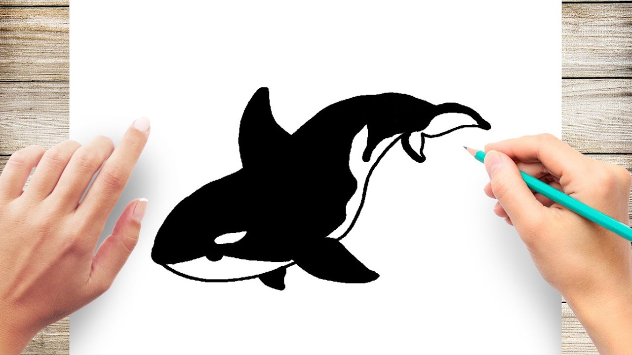 How to Draw Orca - YouTube
