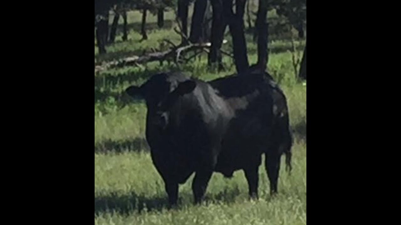 MILLER WILSON ANGUS - YouTube