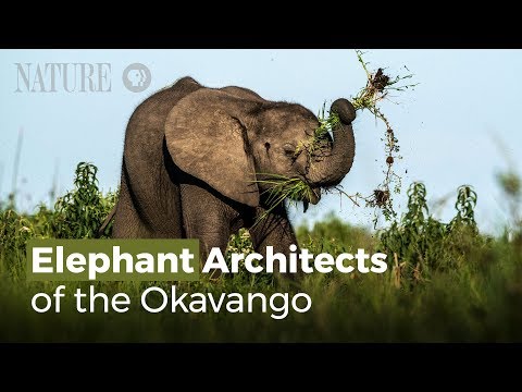 Elephant Architects of the Okavango
