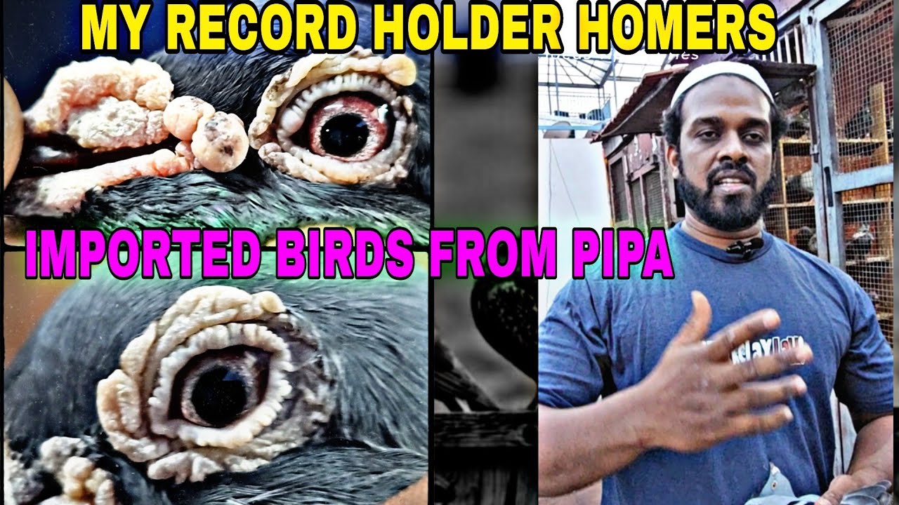 IMPORTED BIRDS FROM PIPA AND RECORD HOLDER HOMER PIGEONS AT SHAFIQ'S ...