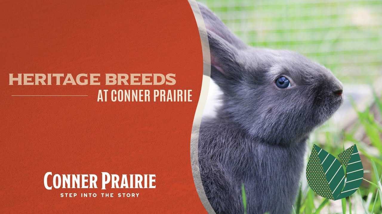 Conner Prairie - Heritage Breeds - YouTube