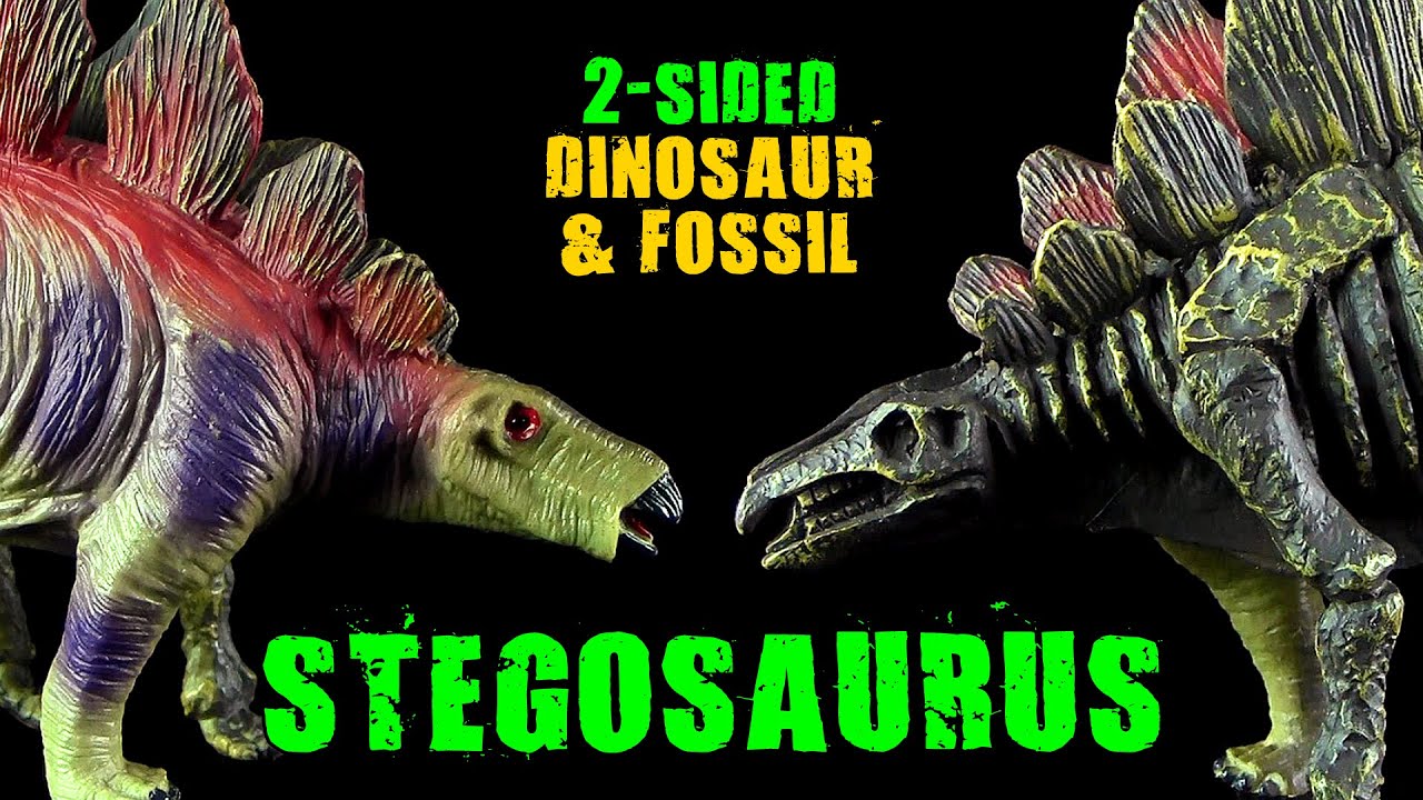 2-Sided Dinosaur & Fossil - Stegosaurus - Real & Skelett - Dinosaurier ...