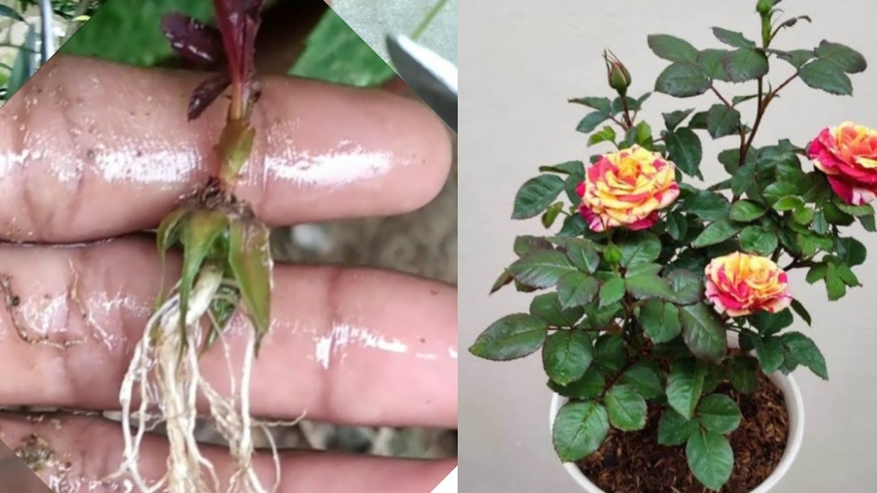 Ajaib, Sangat menakjubkan berhasil tumbuh sempurna biji mawar | cara ...