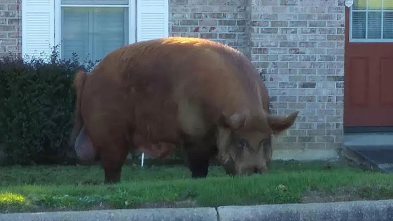 It Was A Myth Until The Monster Was Caught | Hogzilla - YouTube
