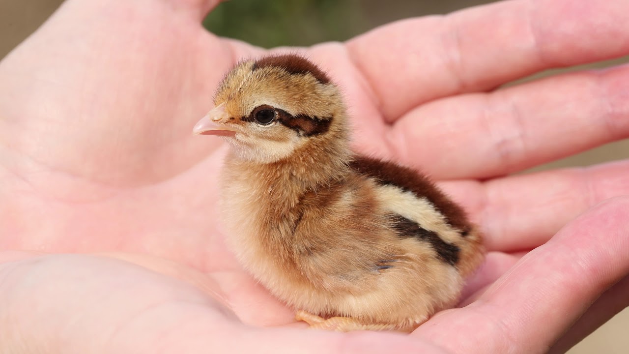 Výstava fotografií - Ján Rau - YouTube