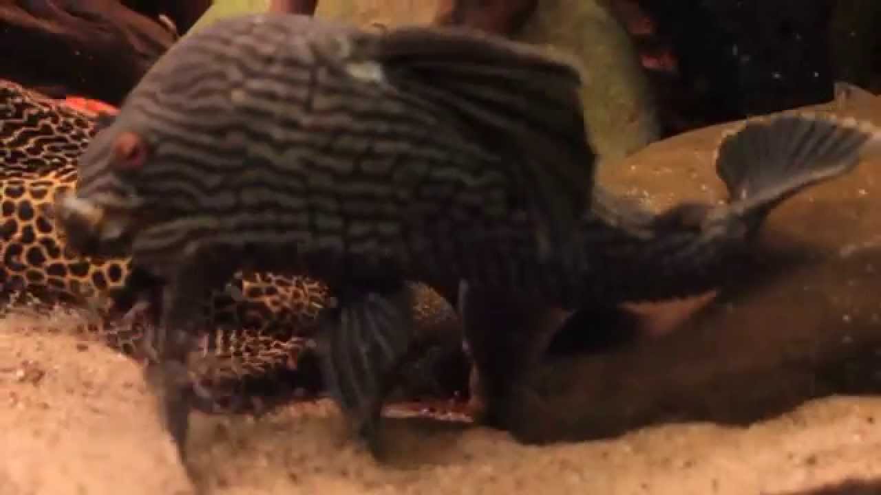 Franklin's Amazone Tank with Pleco's L014-L095-L114-L137-L177-L191 and ...