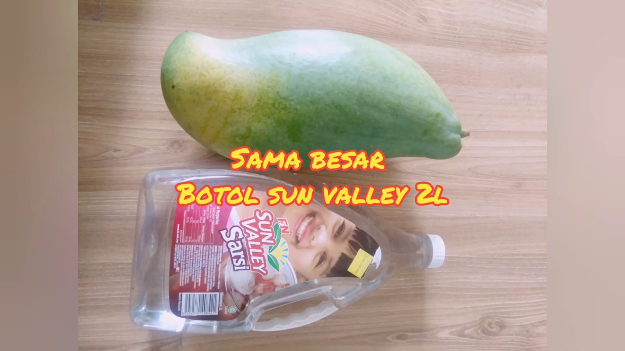 Excited Tengok Raja Mangga @ Manggo King - YouTube