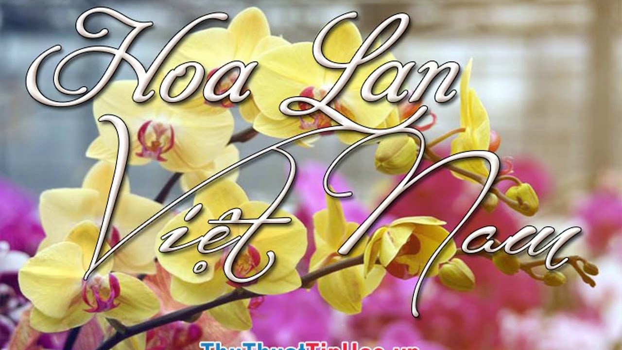 Le lam lam lam Le lam 469312 - YouTube
