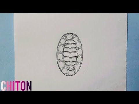 How to draw a chiton (easy way) //step by step #video - YouTube