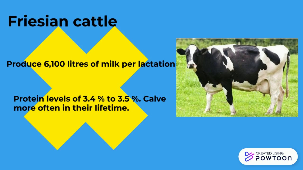 DVT11103 MAFRIWAL CATTLE (CROSS BRED) - YouTube