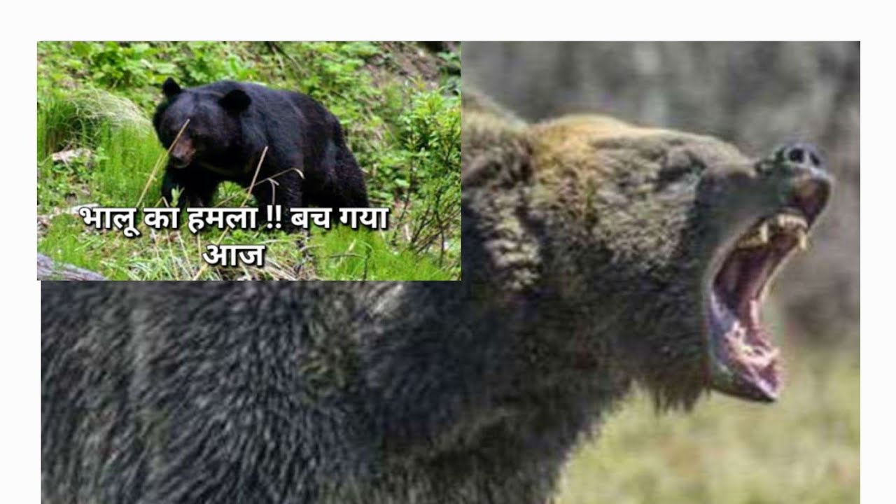 Bear Attack!! Bhalu Ka Hamla!! Bhalu Chad Gyaa Tree Main!! #sorts # ...