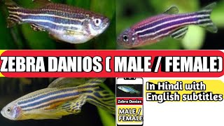 Zebra Danio Male And Female