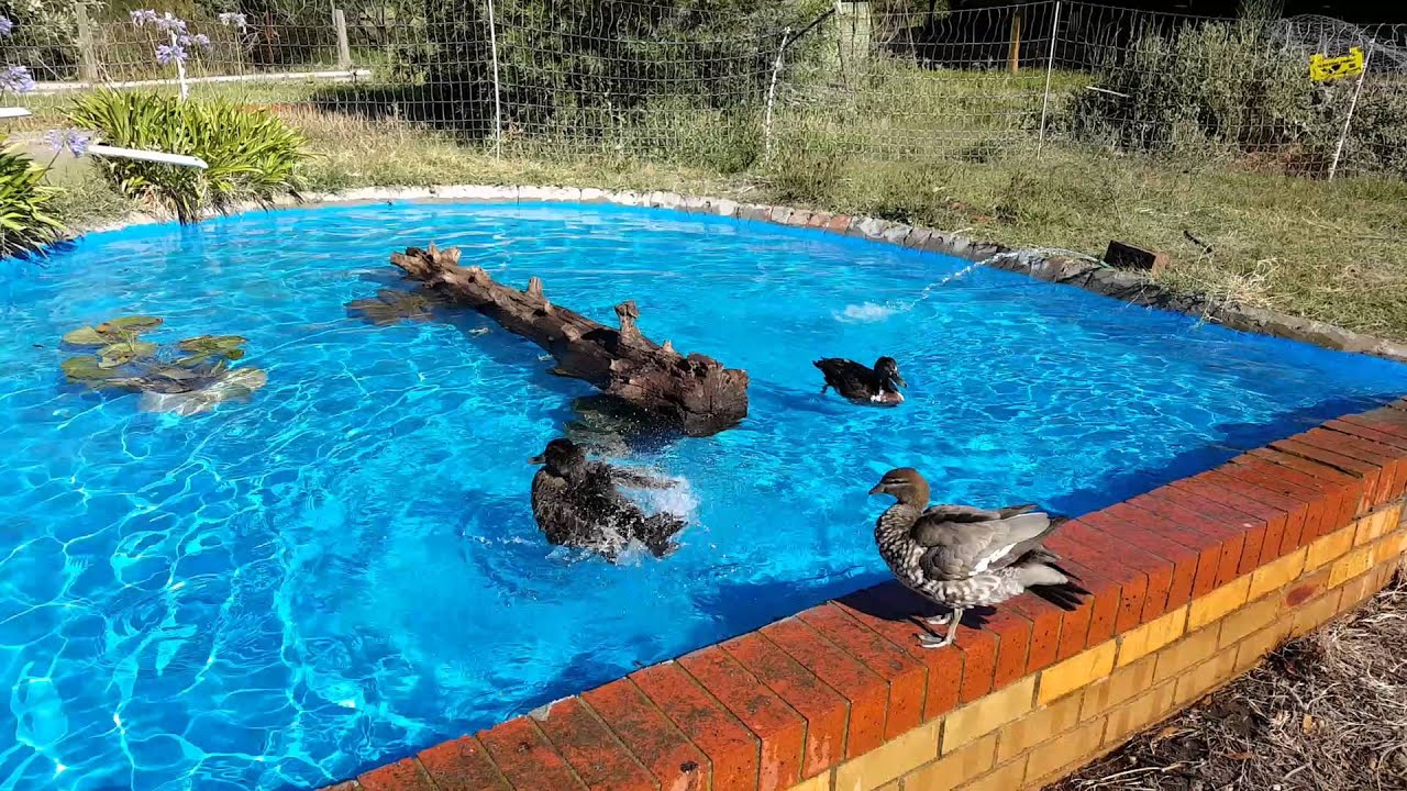Ducks First Swim in Reconditioned Duck Pond - YouTube
