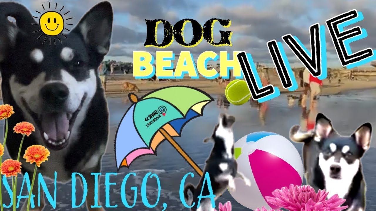 OB Dog Beach ~ San Diego, Ca - YouTube