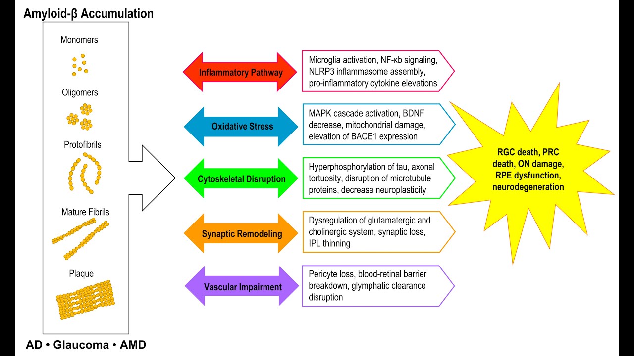 Elevated IOP Induces Amyloid-β Deposition and Tauopathy in the LGN in a ...