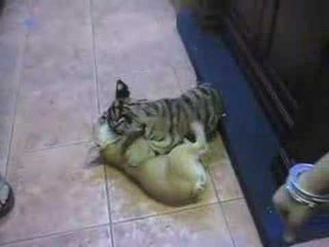 Tiger vs. French Bulldog