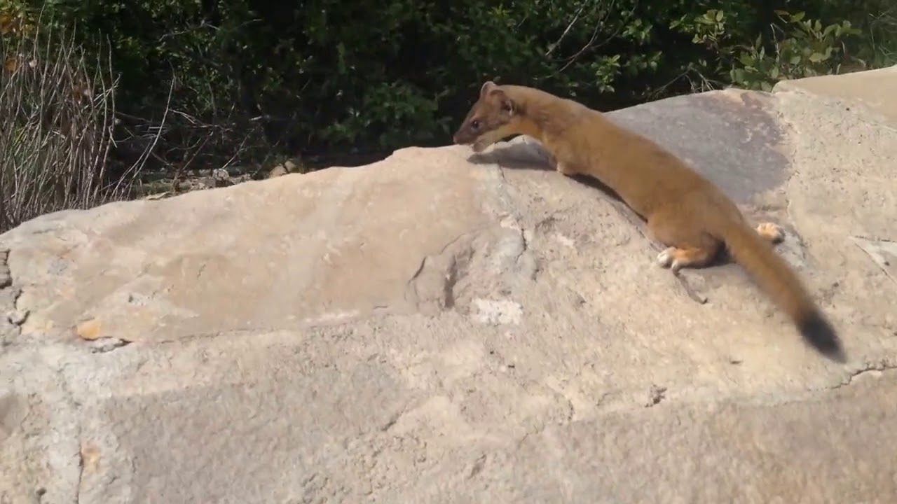 Weasel babies climbing a wall (with Half-Life SFX) - YouTube