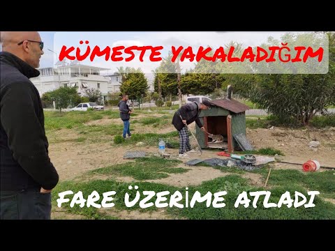 GÜVERCİN KÜMESİNDE FARE BULDUM 4 KİŞİ OPERASYON YAPTIK.FARE ÜZERİME ATLADI
