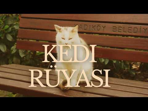 Sokakta Bir Gün, Birkaç Kedi ve Küçük Bir Şarkı
