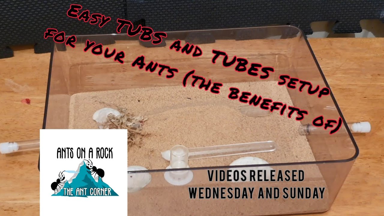 Easy TUBS and TUBES setup for your Ants (the benefits of) - YouTube