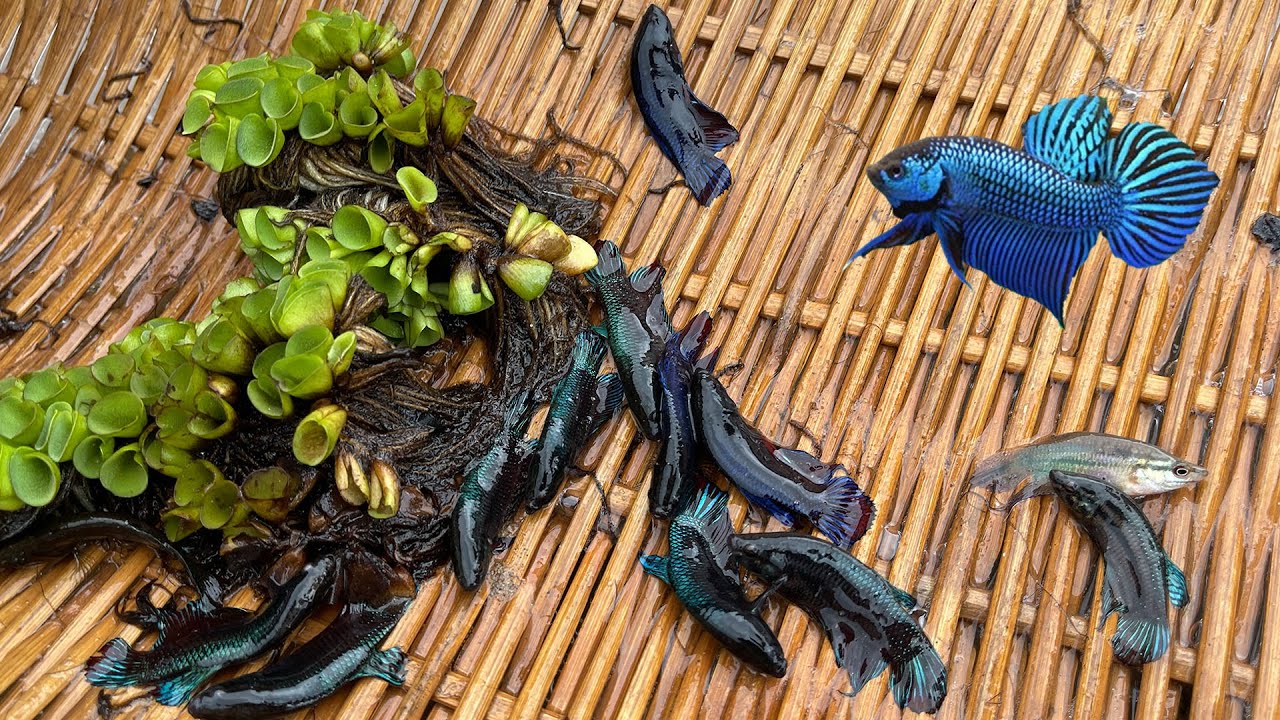 Capture and observe various creatures in Cambodia rivers near my ...