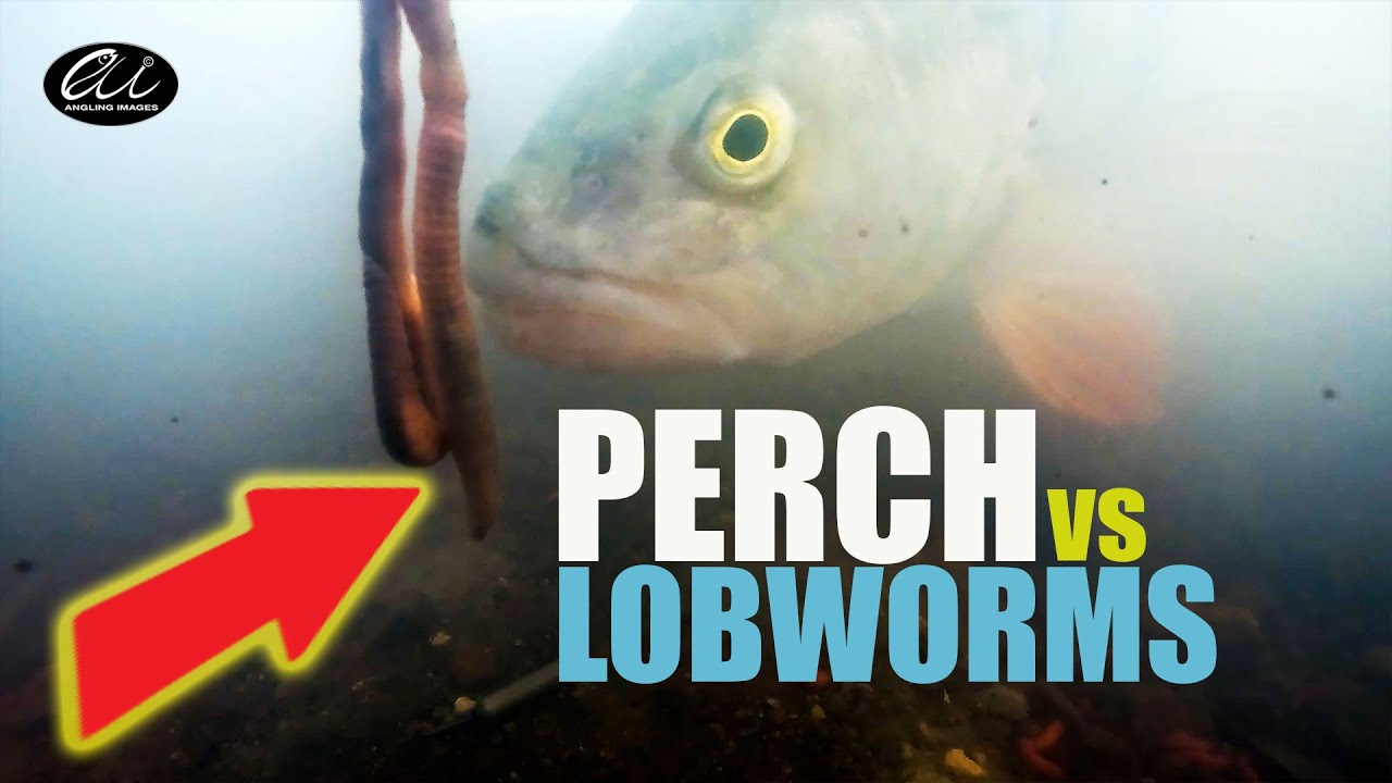 TASTY Bait! Perch v lobworms (night crawlers) underwater drop shot ...