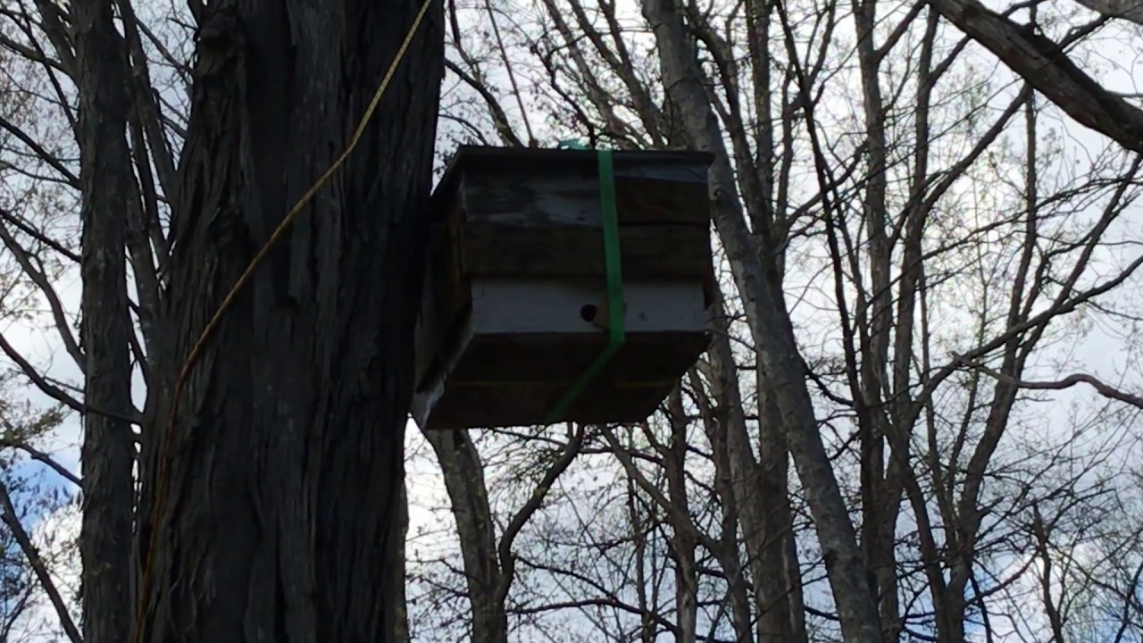 Swarms: How to Identify Scout Bees - YouTube