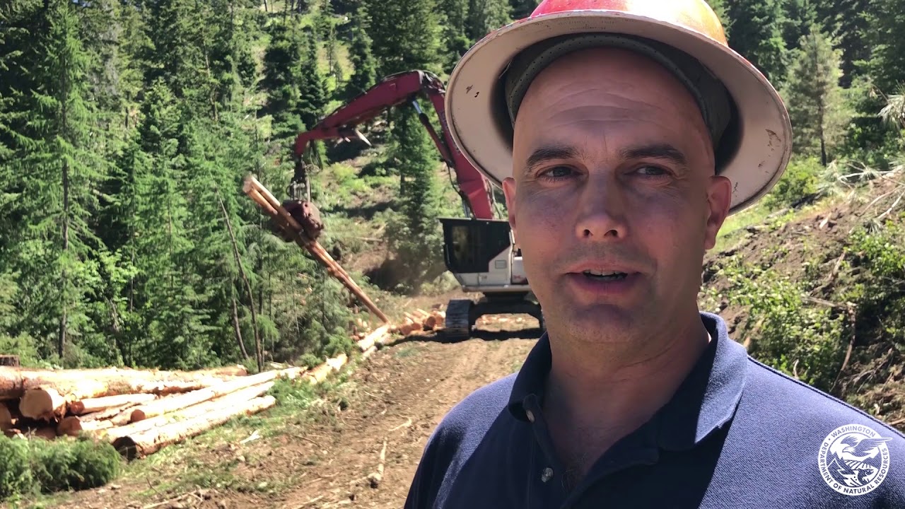 How a timber sale improves forest health - YouTube