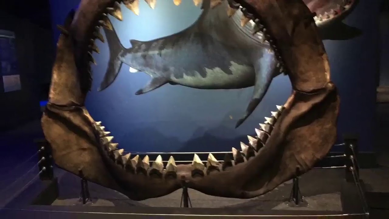 Shark Week Trailer - YouTube