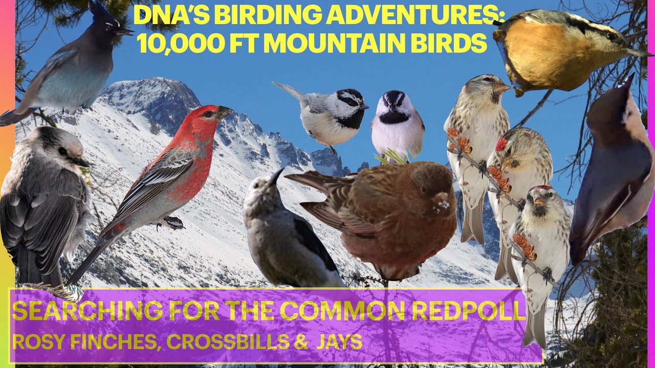 Rocky Mountain #birding at 10,000 Feet! HIGH Elevation #birds for 2024 ...