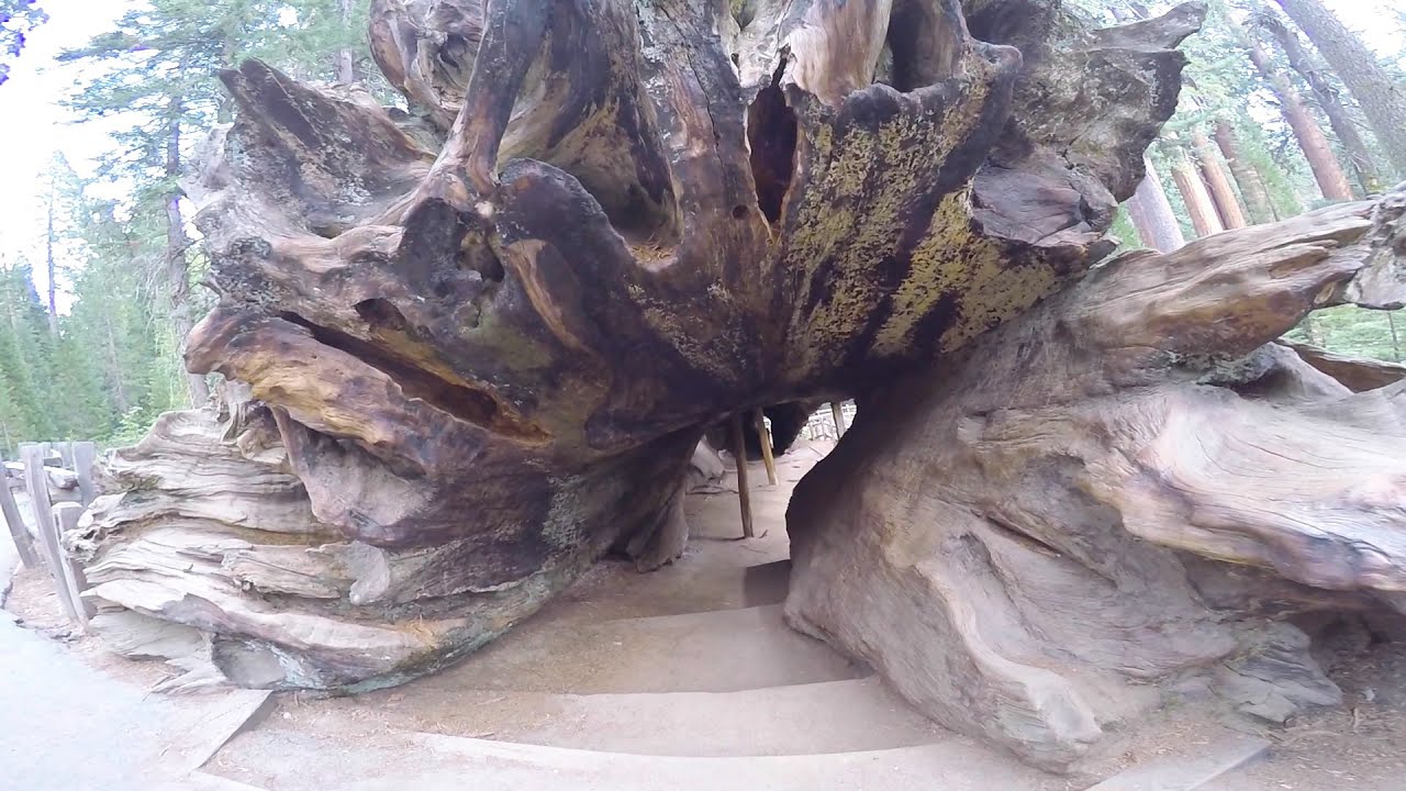 Tunnel Tree Walk - Sequoia National Park - YouTube