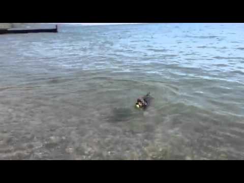 Cubby Swims at Lake Bluff Dog Beach