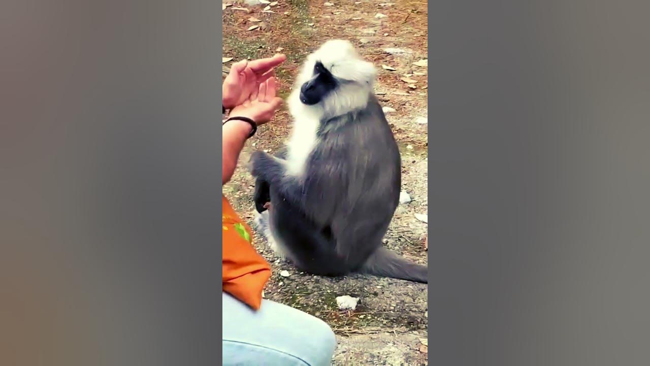 Wild langur monkey eating bread from my hand and i Icaress him - YouTube