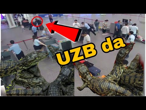 AERAPORTDA TIMSOH BOLALARI ni olib o'tmoqchi bo'lganlar ushlandi