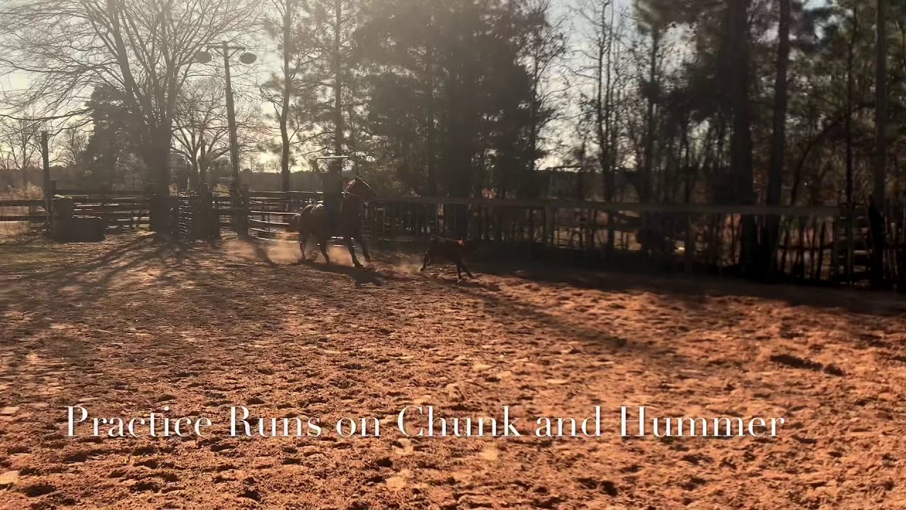 Calf Roping Practice Runs - YouTube