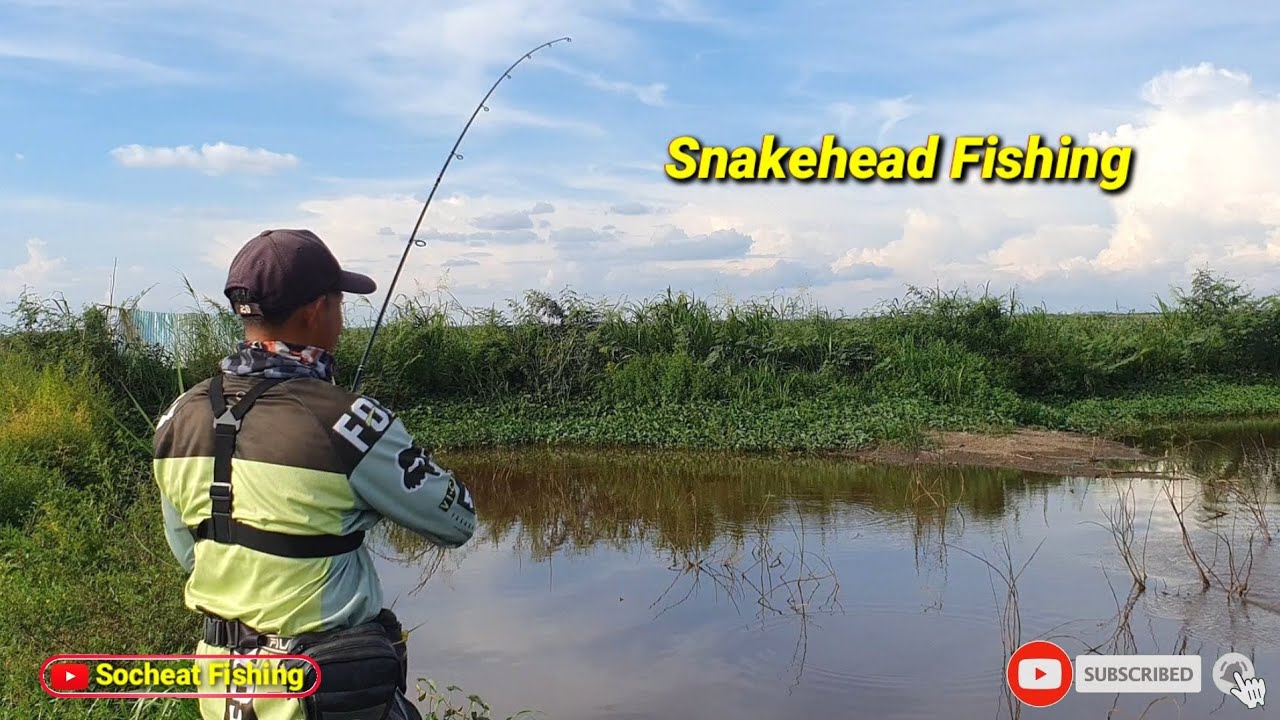 ខាំសាហាវនុយជ័រ - Snakehead fly fishing 🎣 - Best hook fishing 🎣 ...