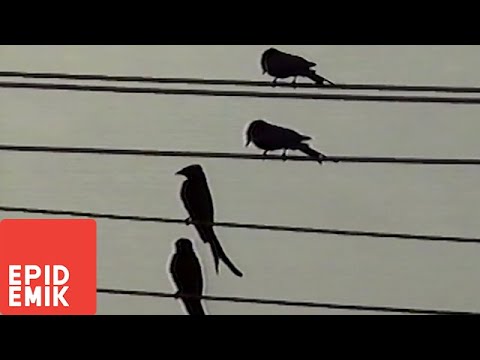 Vasi - Bahçemdeki Kargalar (Official Audio)