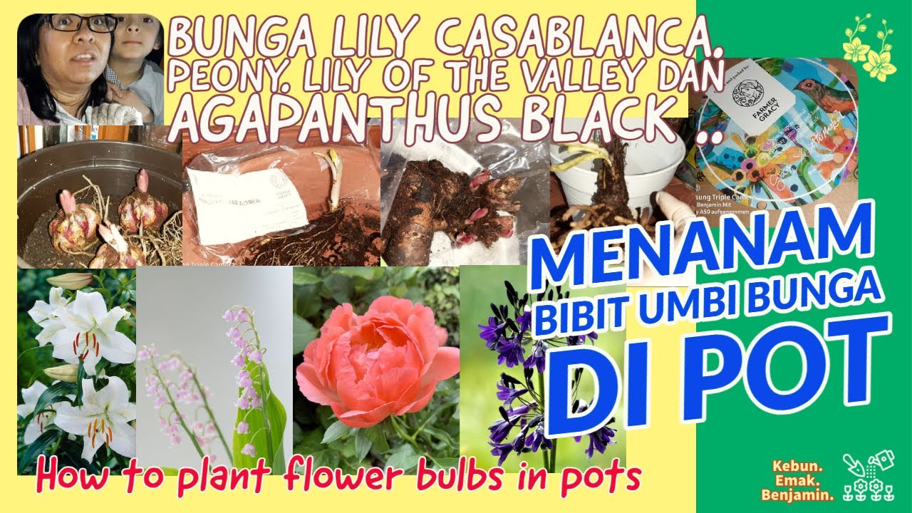 Nanam Bibit Bunga Lily Casablanca Peony Lily of the Valley dan ...