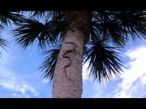 Snake Climbing Palm - YouTube